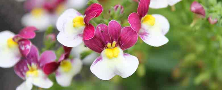 Flower of the week: Nemesia - Burston Garden Centre