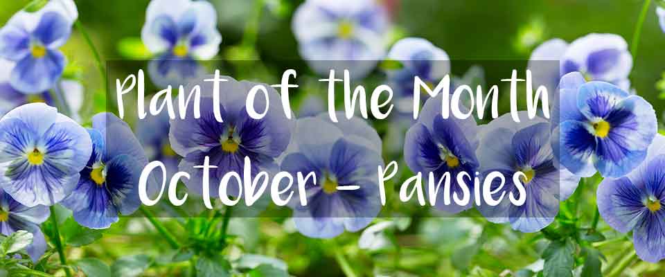 Help Choosing Plants For Your Garden | Burston Garden Centre