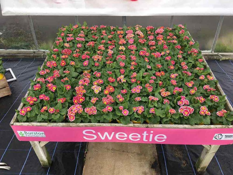 Primrose Festival 2019 - Burston Garden Centre