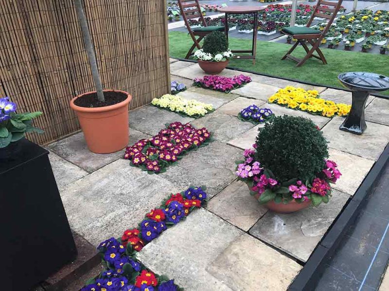 Primrose Festival 2019 - Burston Garden Centre