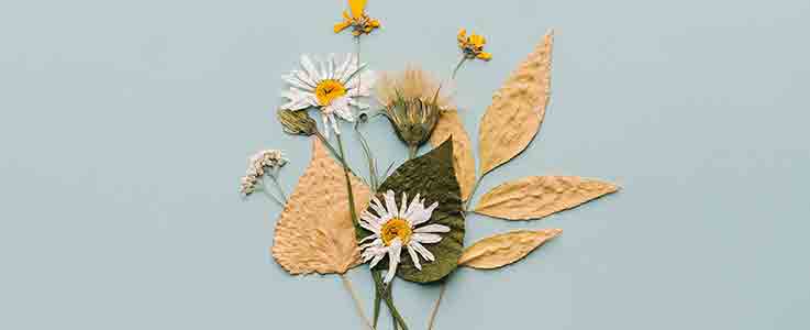 Kids Corner: Press a Flower - Burston Garden Centre