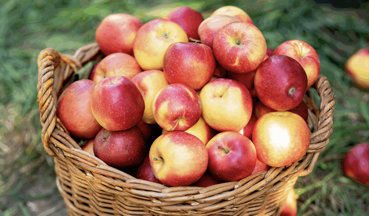How to Harvest Late Season Apples - Burston Garden Centre