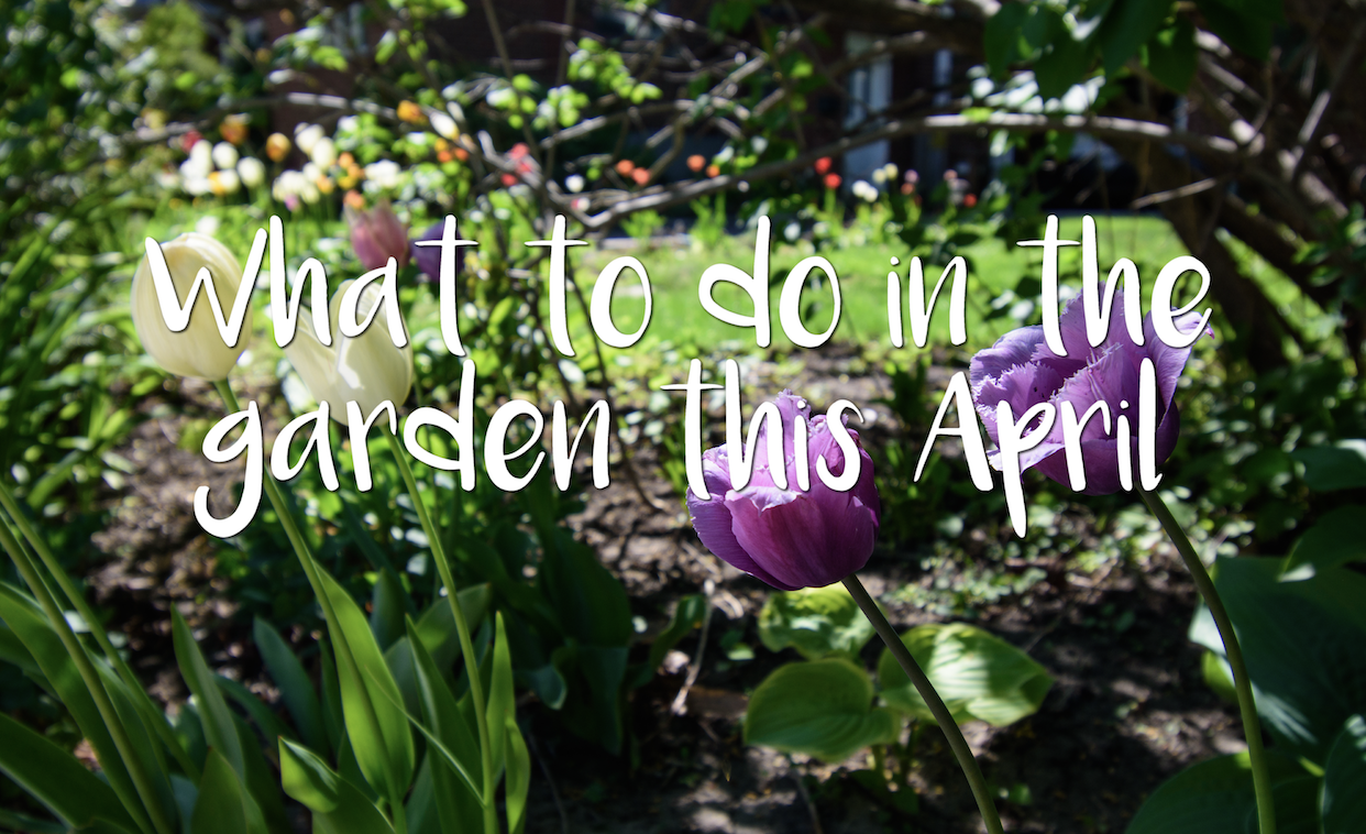 What to do in the Garden this April - Burston Garden Centre